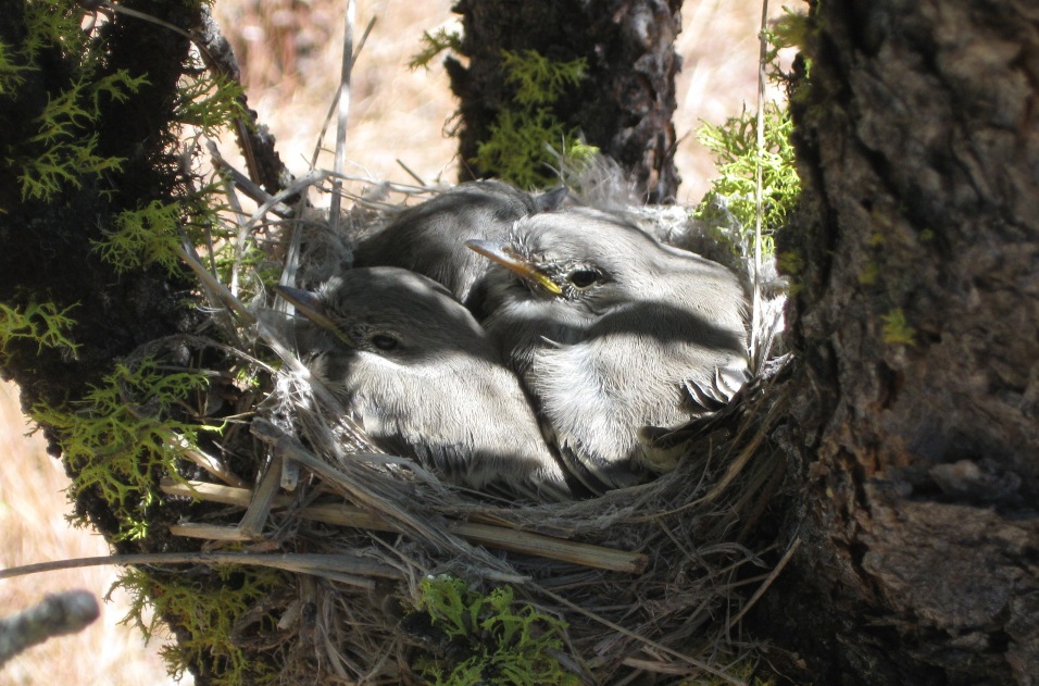 gray flycatcher nest